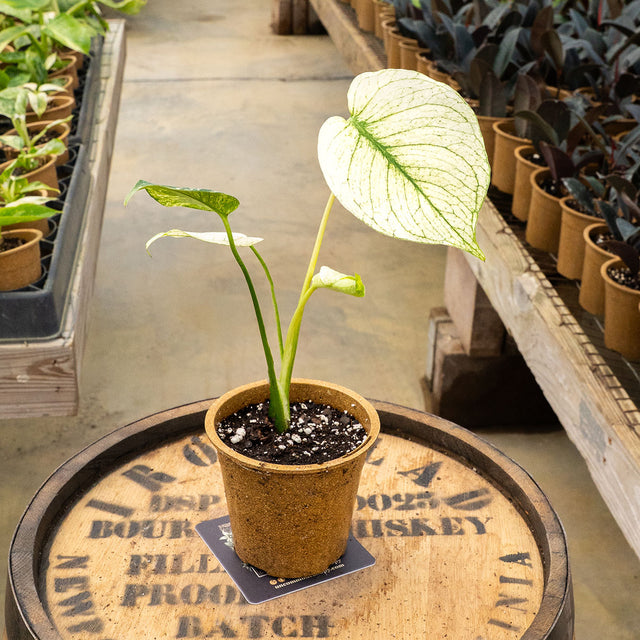 4" Monstera White Monster – Uncommon Canopy